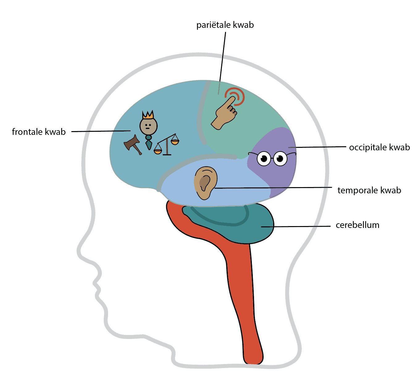 Een eerste ontmoeting met het brein - Brain Matters