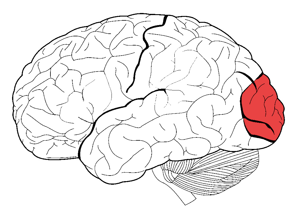 Visuelle Cortex , Cortex cerebri – QFIP